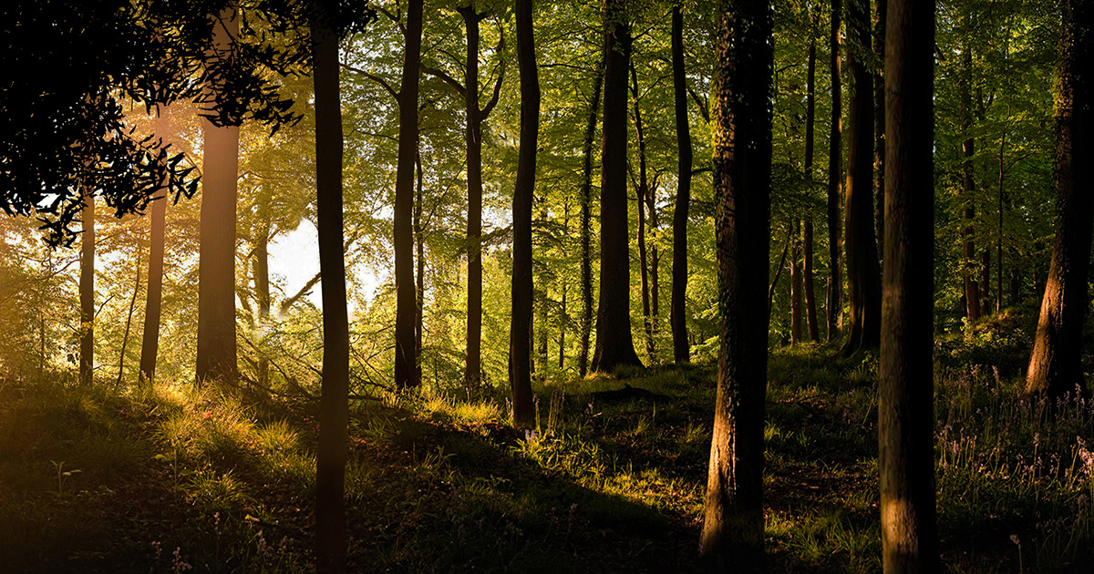 Foresters' Forest - Our Forest, Our Community, The Foresters' Forest Foresters' Forest - Our Forest, Our Community, The Foresters' Forest