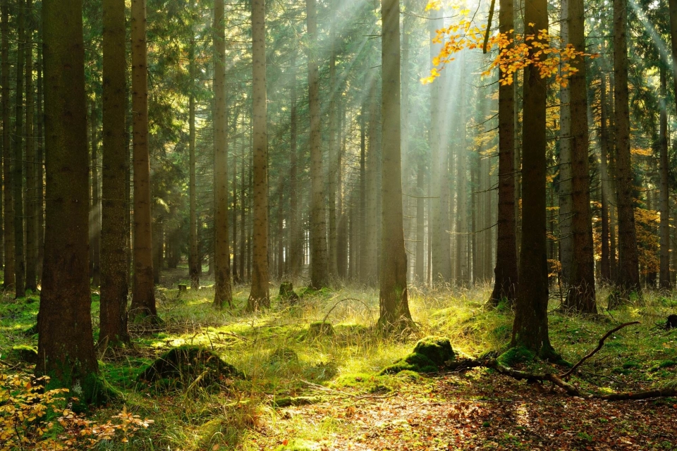 Have your say in Forestry Commission consultation - News - Foresters ... Have your say in Forestry Commission consultation - News - Foresters ...