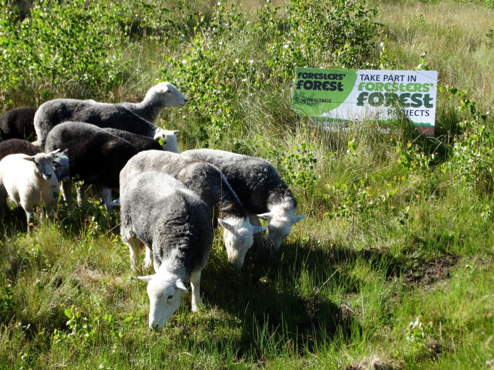 Herdwick sheep make the Forest their home - News - Foresters' Forest ...