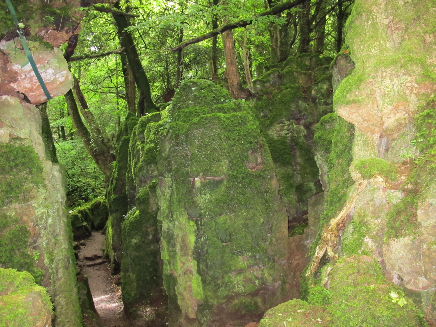 Forest Dialect - Projects - Foresters' Forest - Our Forest, Our ...