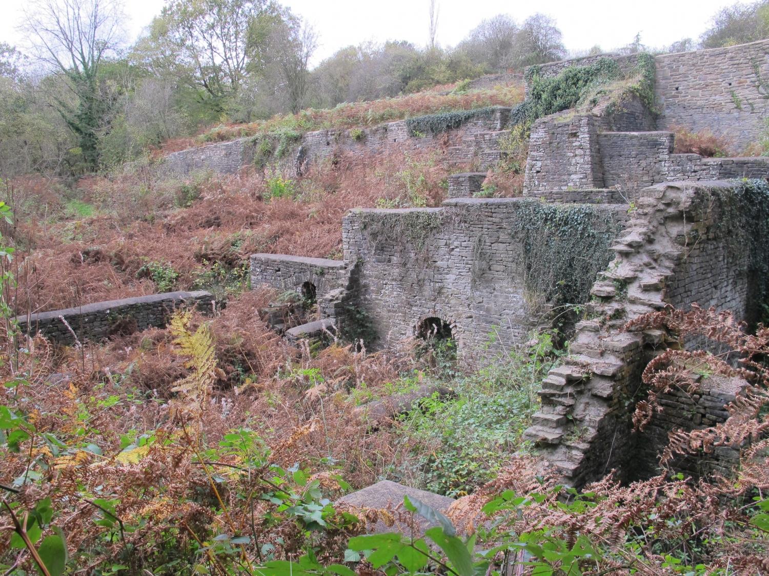 Forest Dialect - Projects - Foresters' Forest - Our Forest, Our ...